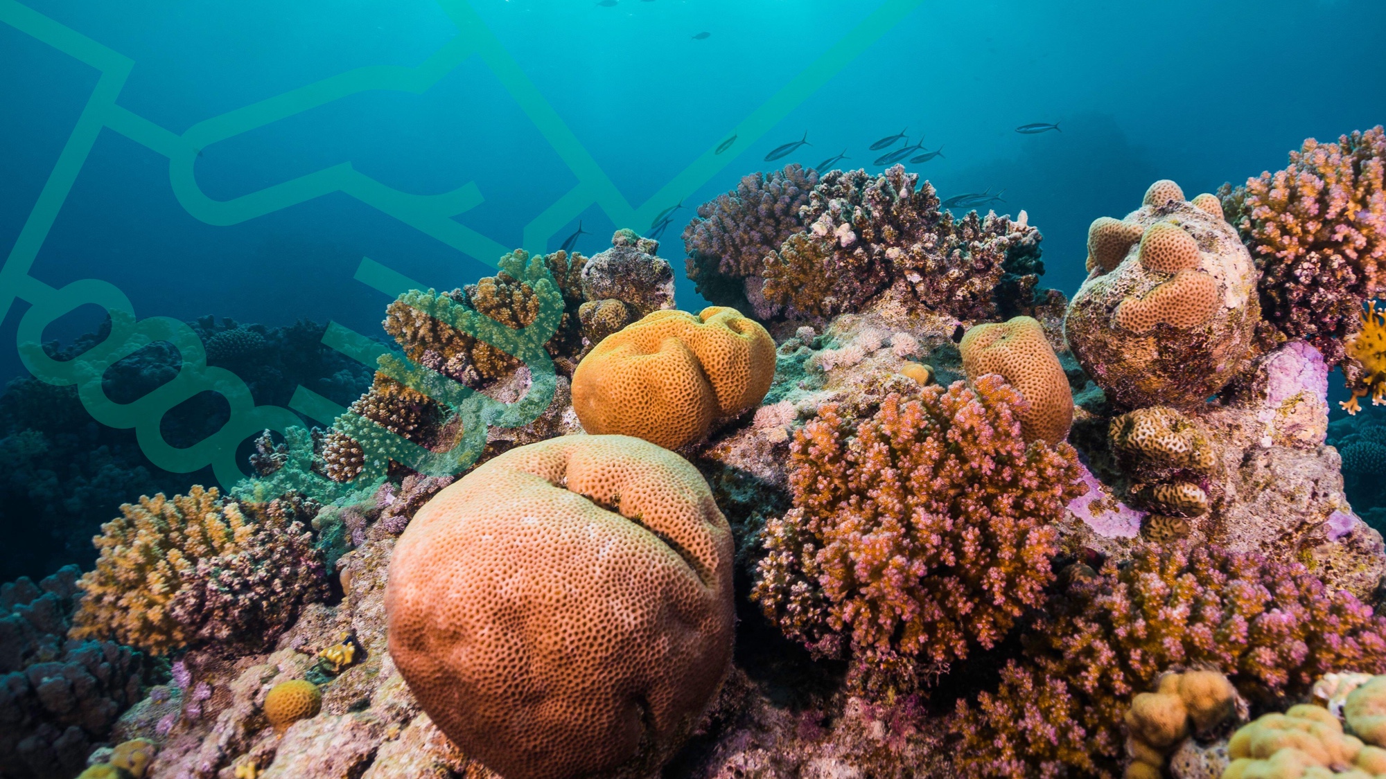 Open research management for biodiversity and climate science